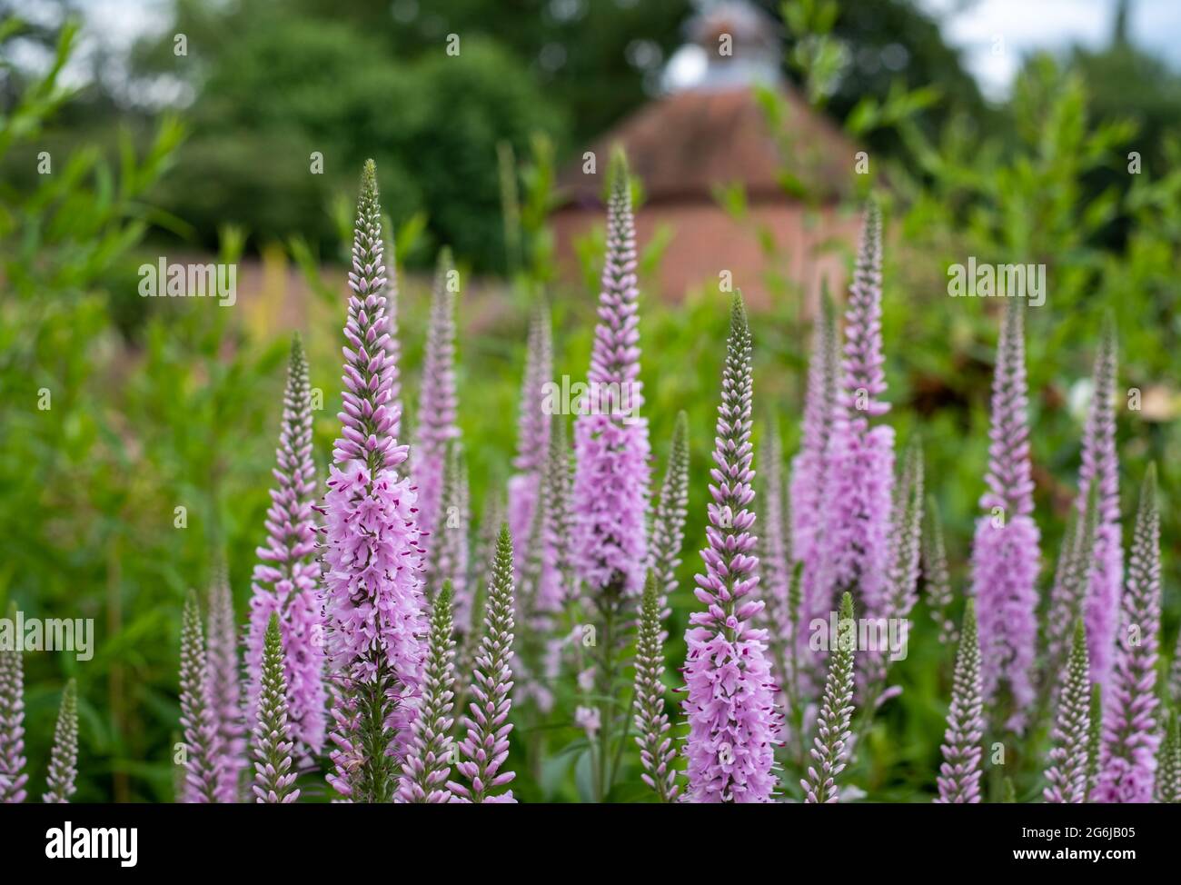 Tall purple Veronica, photographed in mid-summer in the historic walled ...