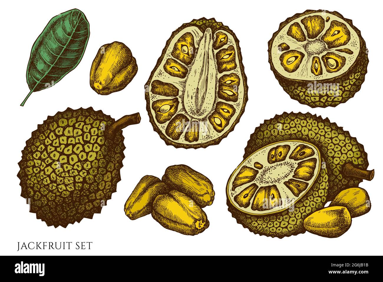 Vector set of hand drawn colored jackfruit Stock Vector Image & Art - Alamy