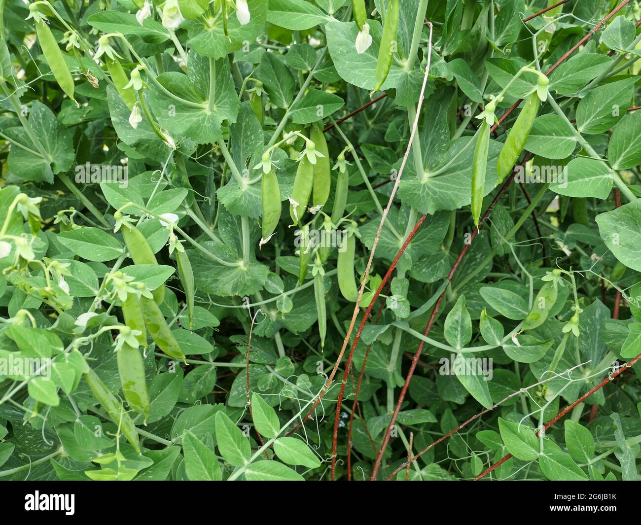 Pea ambassador hi-res stock photography and images - Alamy