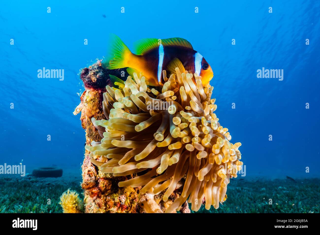 Clownfish in the Red Sea Colorful and beautiful, Eilat Israel Stock ...