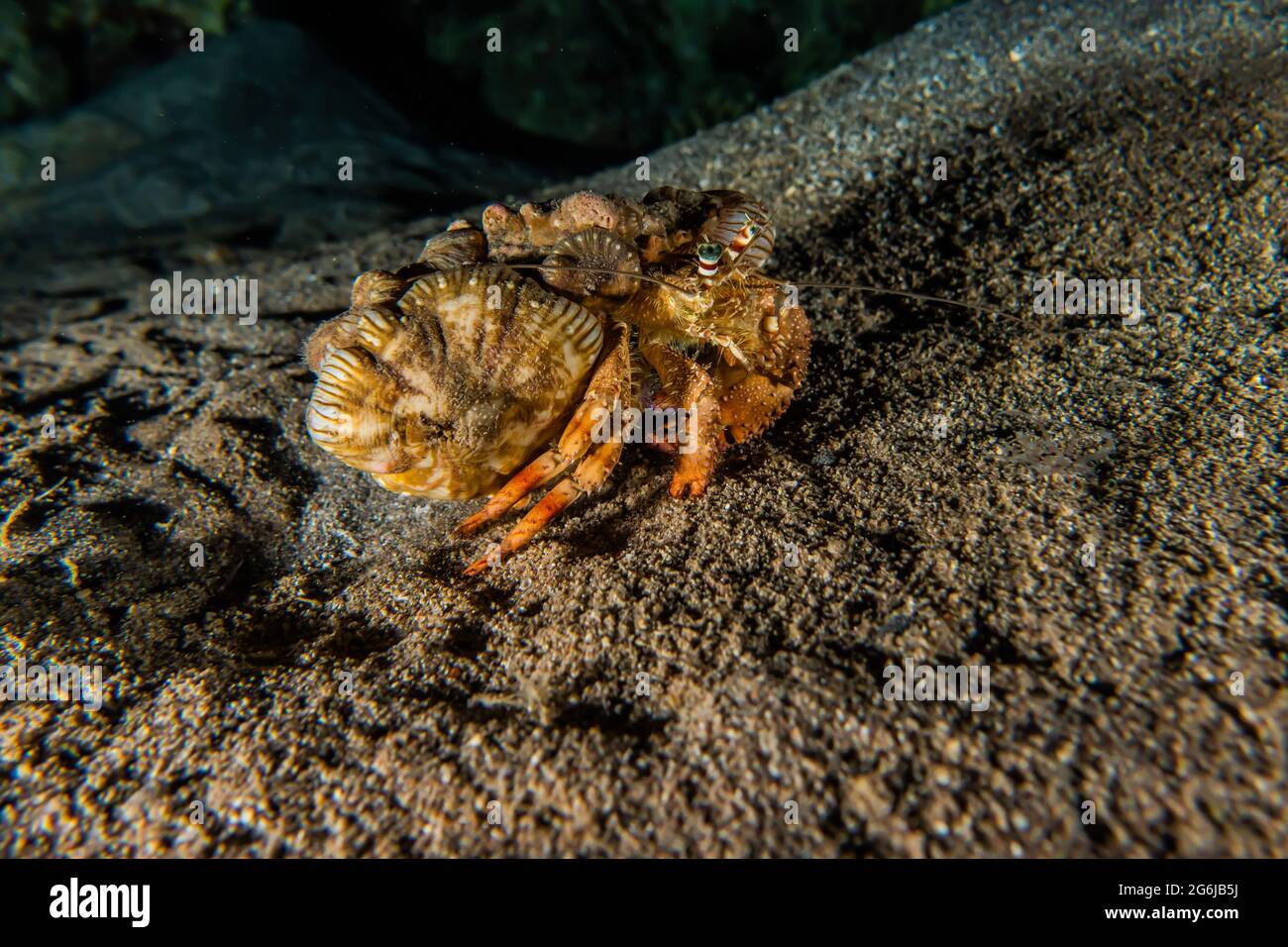 Bristled Hermit Crab in the Red Sea Colorful and beautiful, Eilat ...
