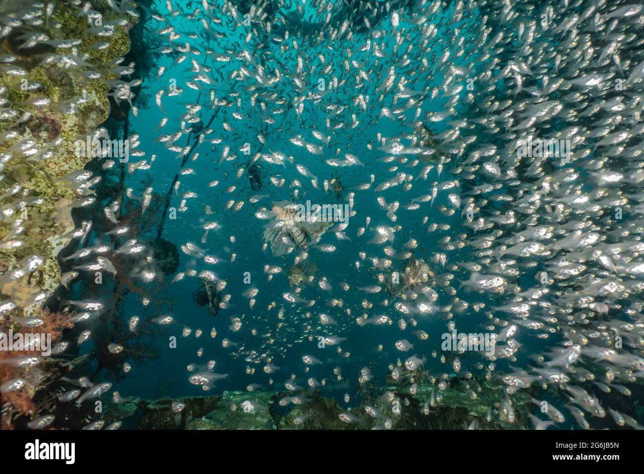 Fish swim in the Red Sea, colorful fish, Eilat Israel Stock Photo - Alamy