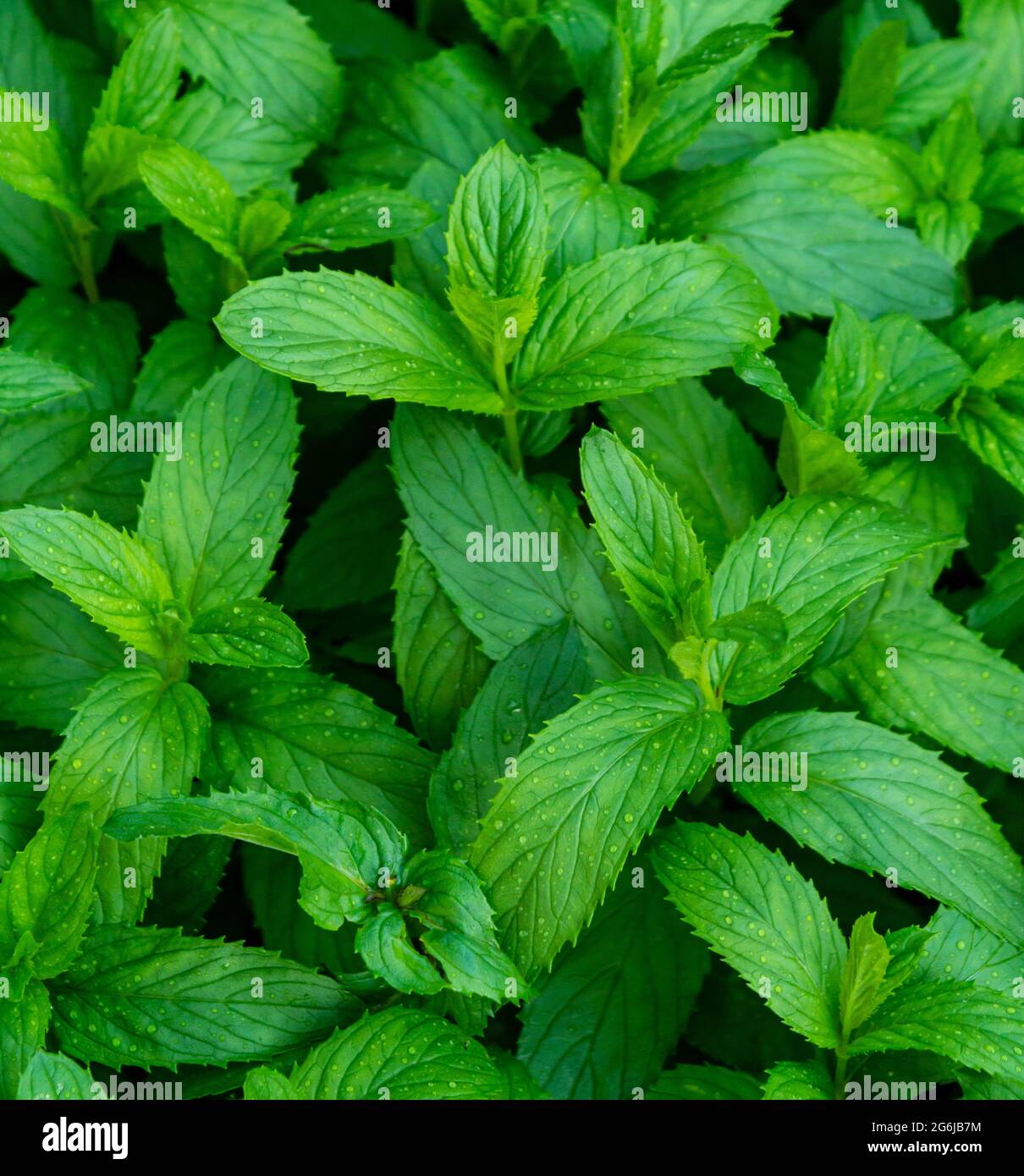 Spearmint plant hi-res stock photography and images - Alamy