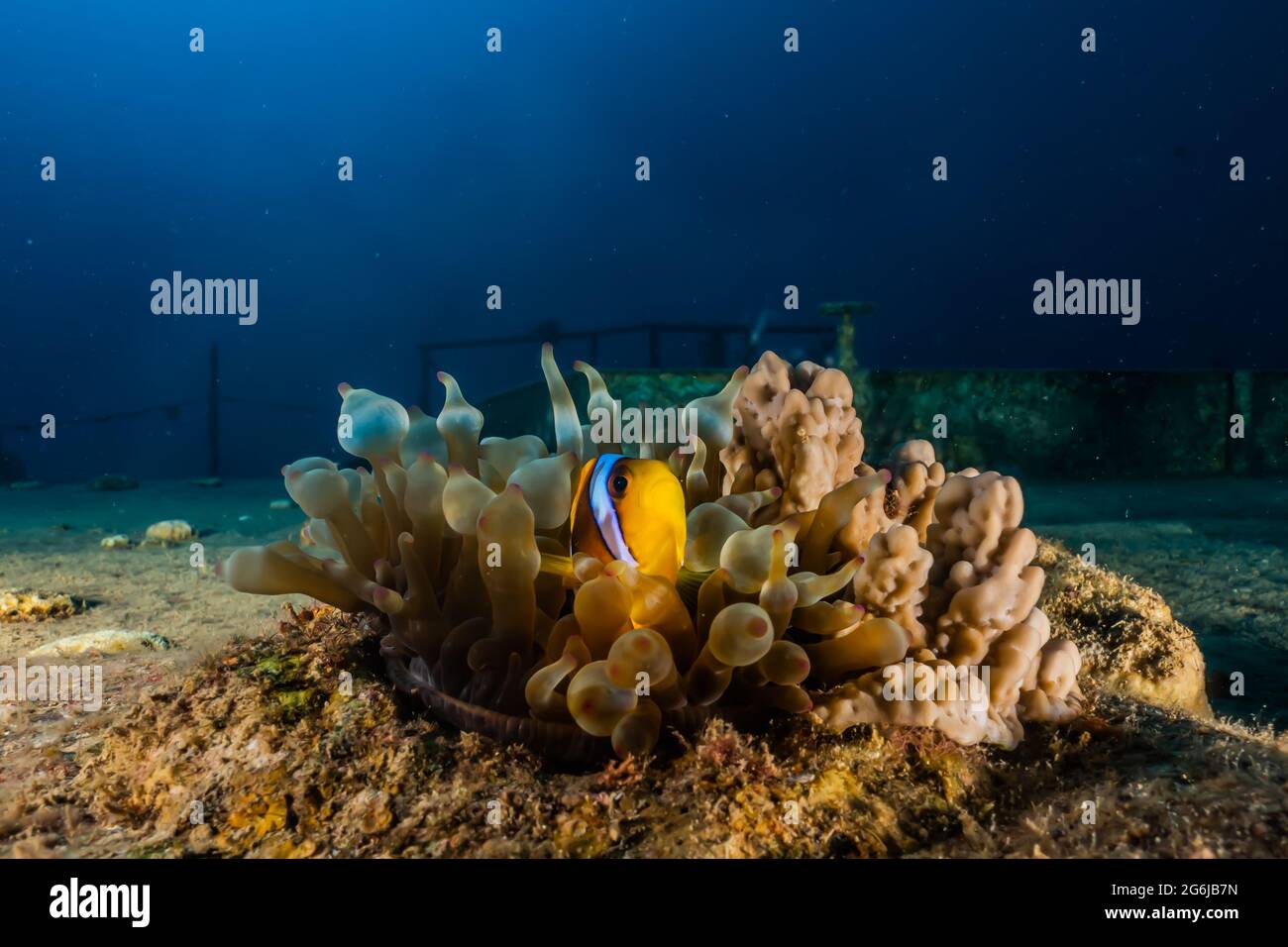 Clownfish in the Red Sea Colorful and beautiful, Eilat Israel Stock ...