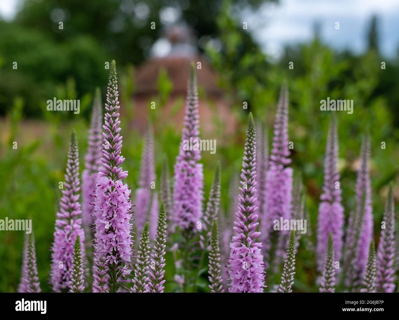 Tall purple Veronica, photographed in mid-summer in the historic walled ...