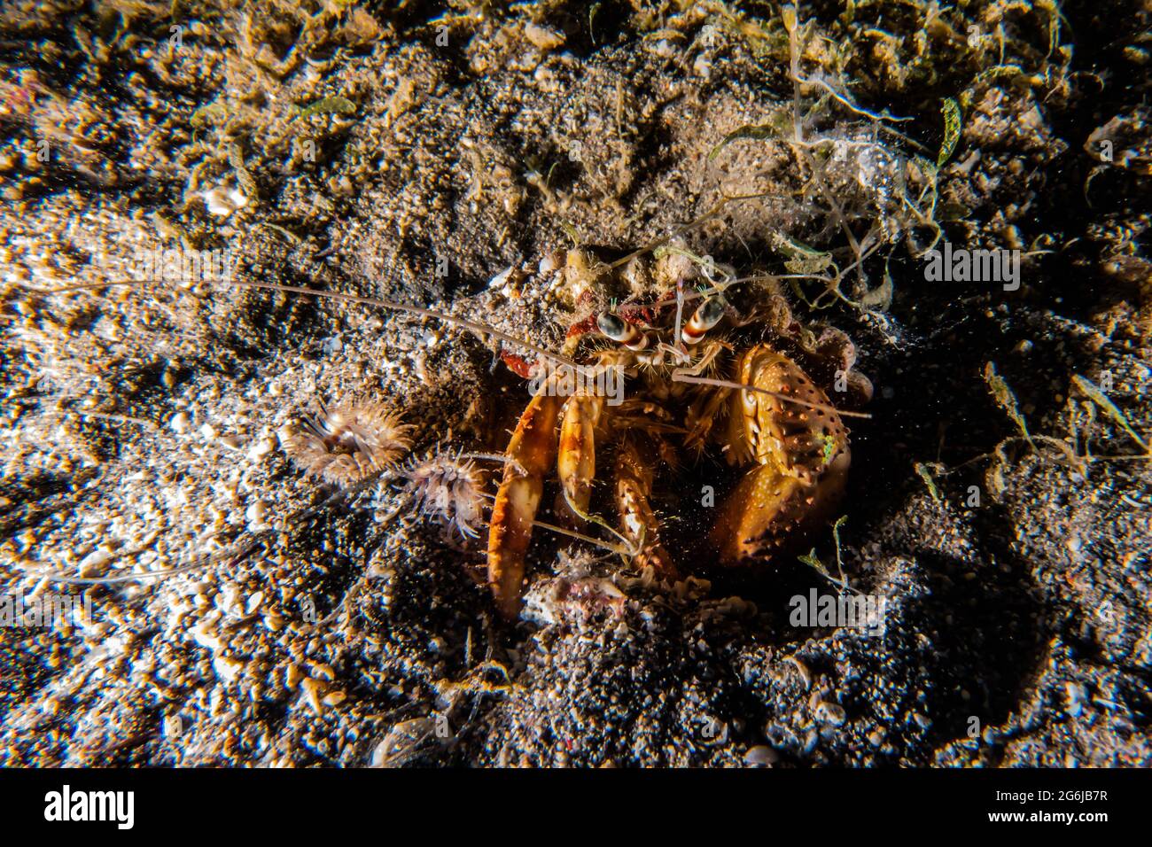 Bristled Hermit Crab in the Red Sea Colorful and beautiful, Eilat ...