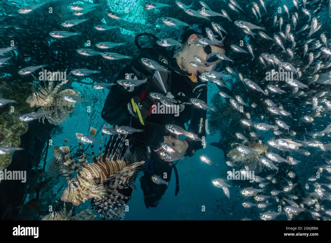 Fish swim in the Red Sea, colorful fish, Eilat Israel Stock Photo - Alamy
