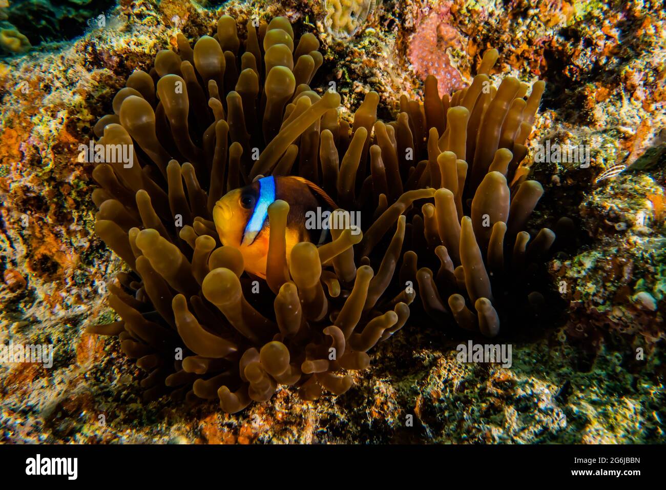 Clownfish in the Red Sea Colorful and beautiful, Eilat Israel Stock ...