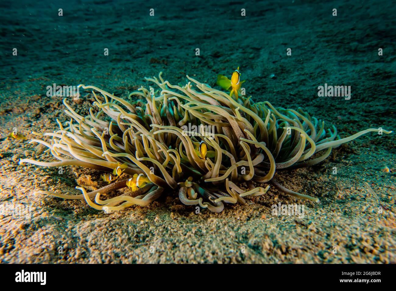 Clownfish in the Red Sea Colorful and beautiful, Eilat Israel Stock ...