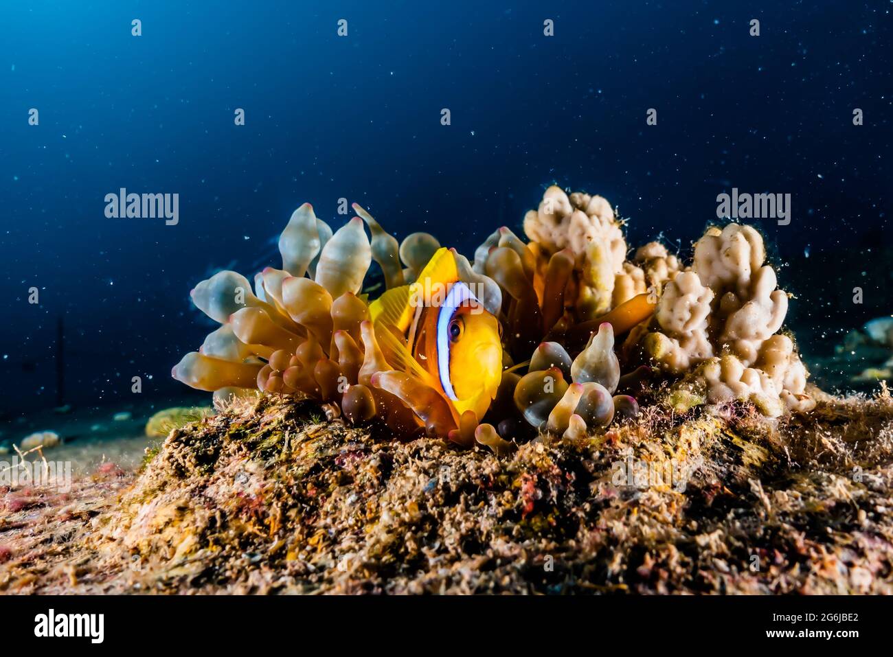 Clownfish in the Red Sea Colorful and beautiful, Eilat Israel Stock ...