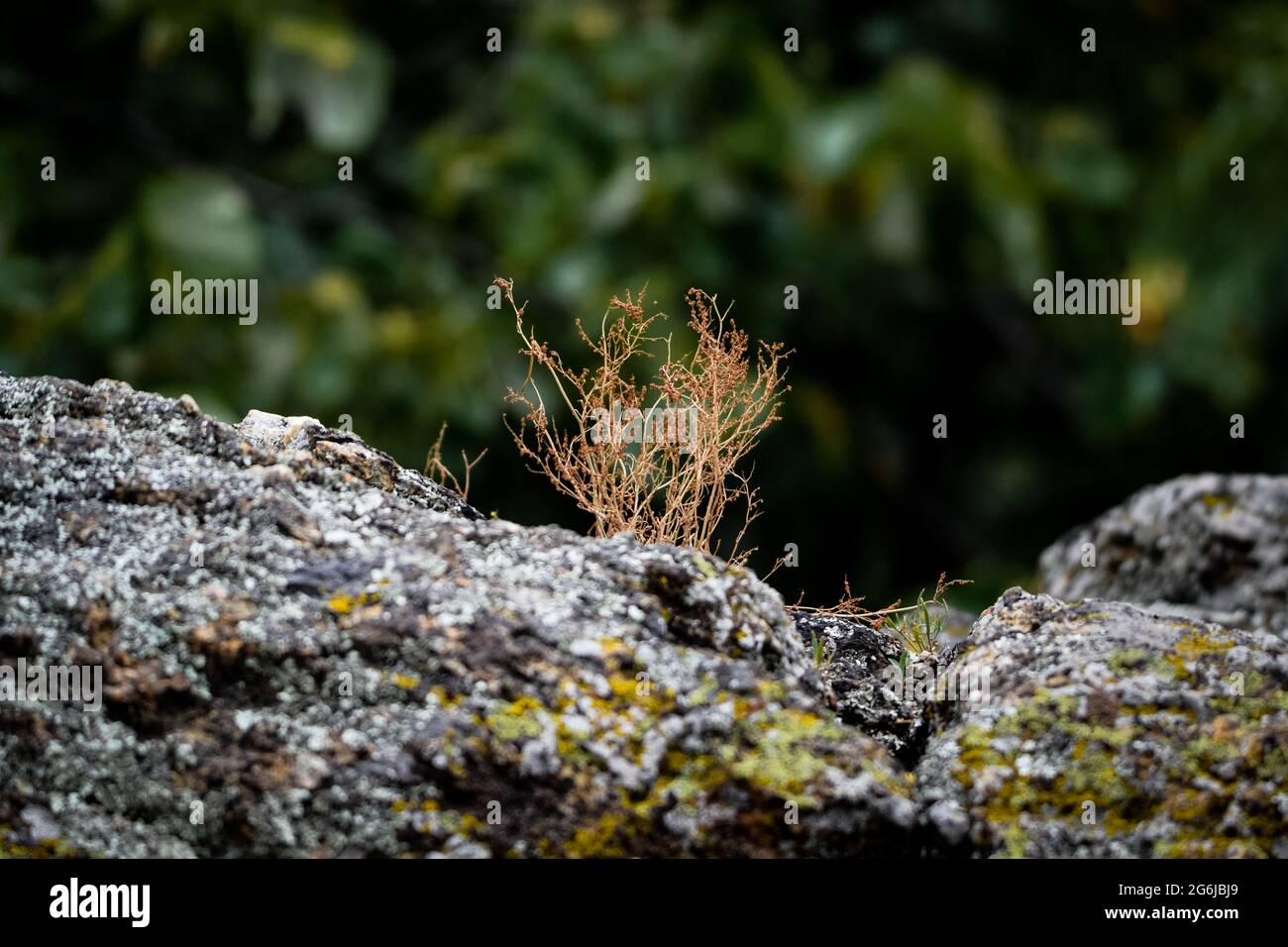 Weed botanical hi-res stock photography and images - Alamy