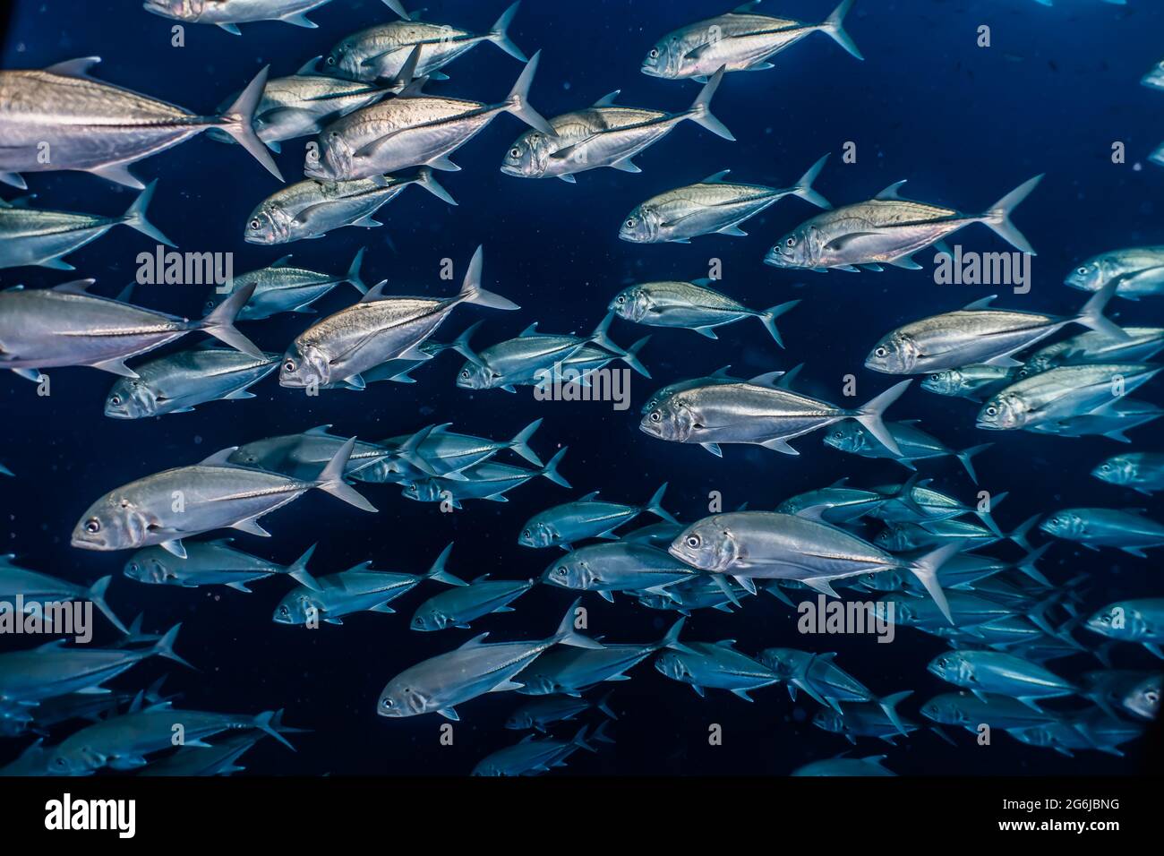 Fish swim in the Red Sea, colorful fish, Eilat Israel Stock Photo - Alamy