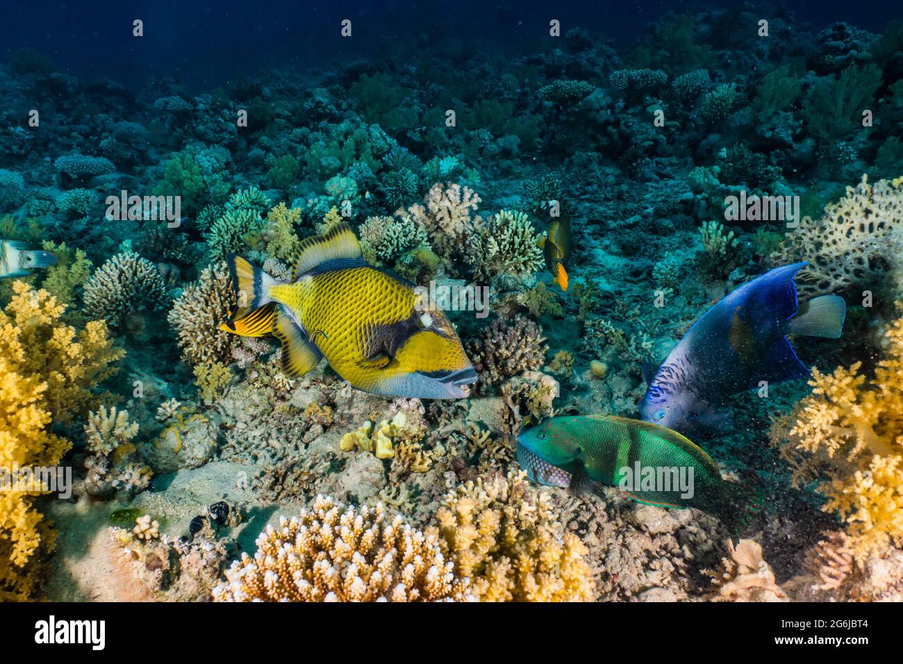 Fish swim in the Red Sea, colorful fish, Eilat Israel Stock Photo - Alamy