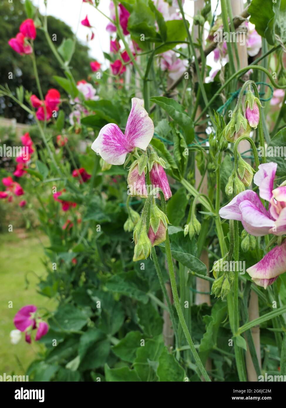 Sweet pea flower ripple hi-res stock photography and images - Alamy