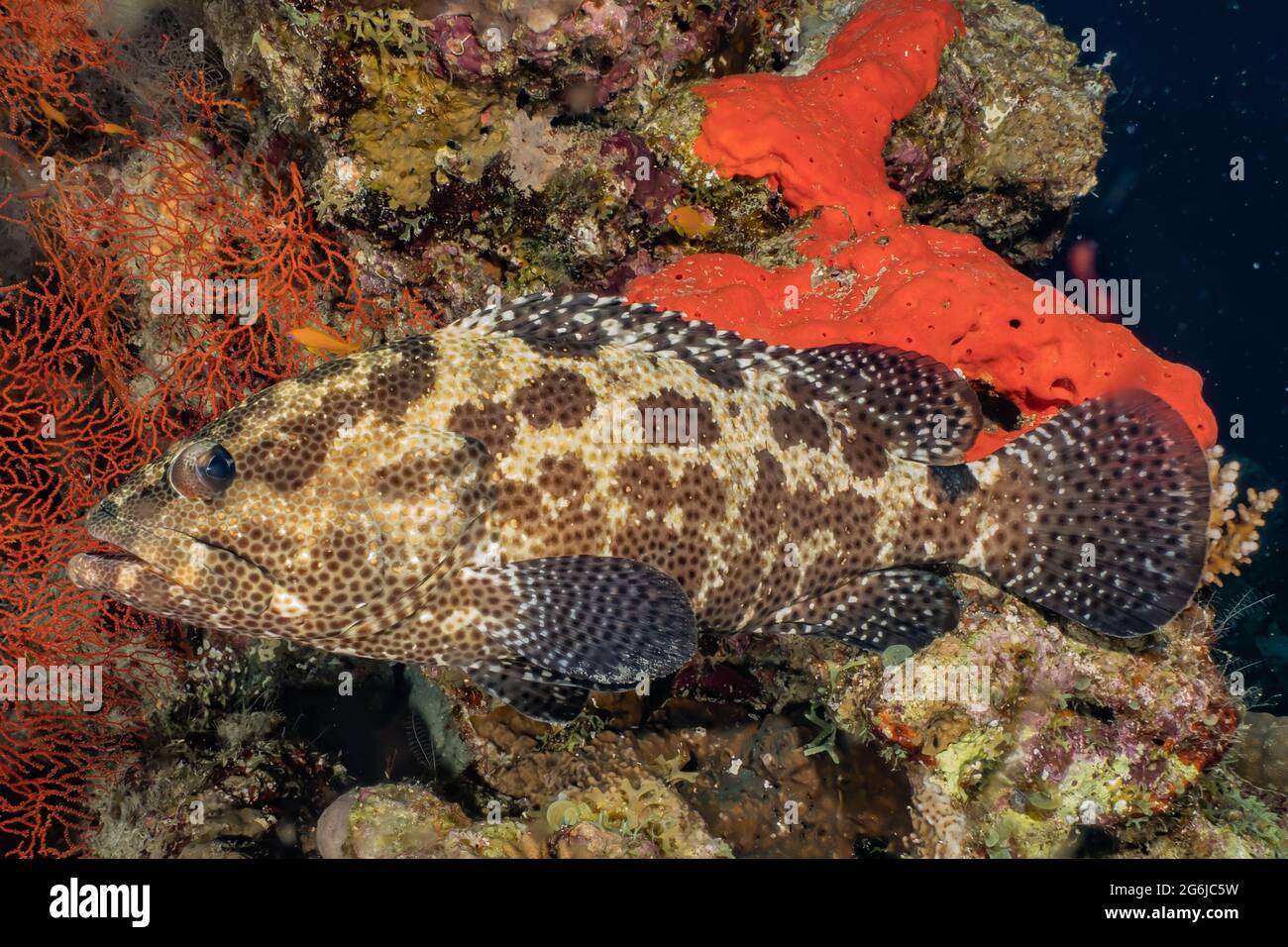 Fish swim in the Red Sea, colorful fish, Eilat Israel Stock Photo - Alamy