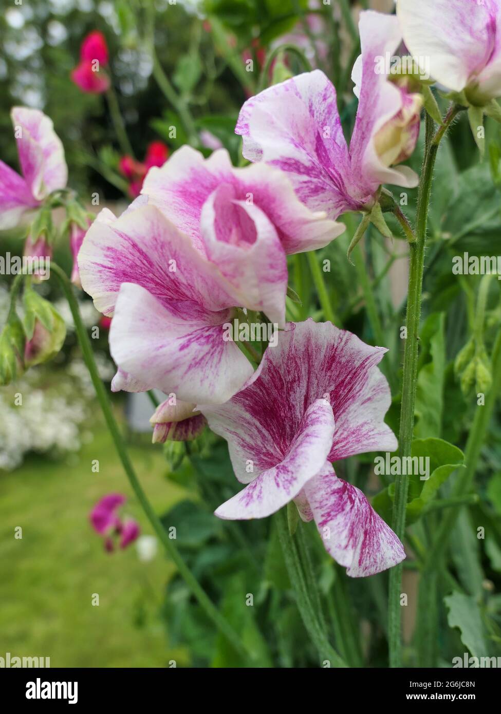 Sweet pea flower ripple hi-res stock photography and images - Alamy