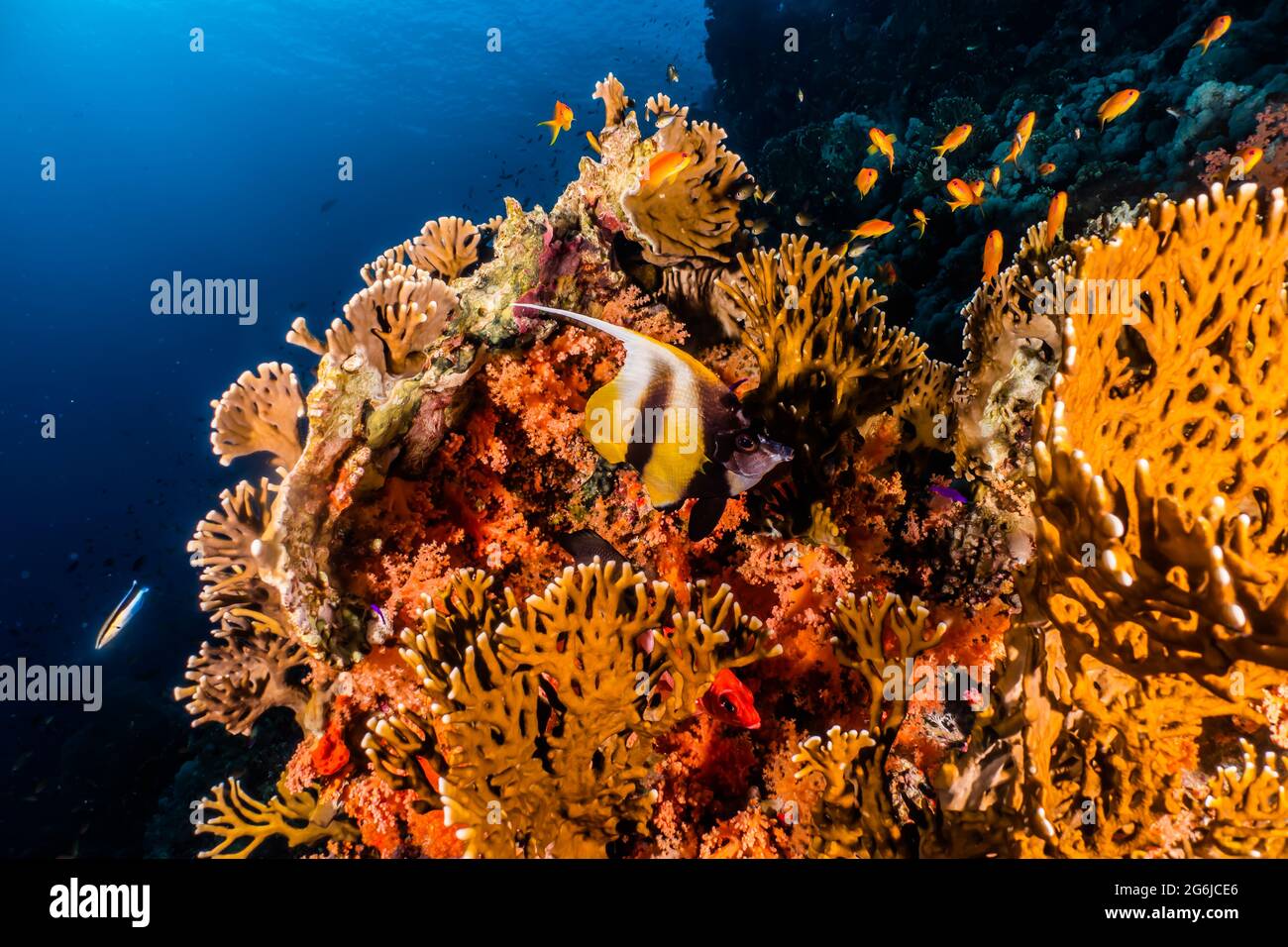Fish swim in the Red Sea, colorful fish, Eilat Israel Stock Photo - Alamy