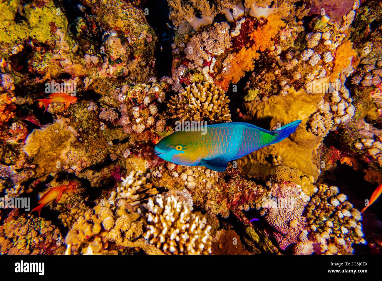 Fish swim in the Red Sea, colorful fish, Eilat Israel Stock Photo - Alamy