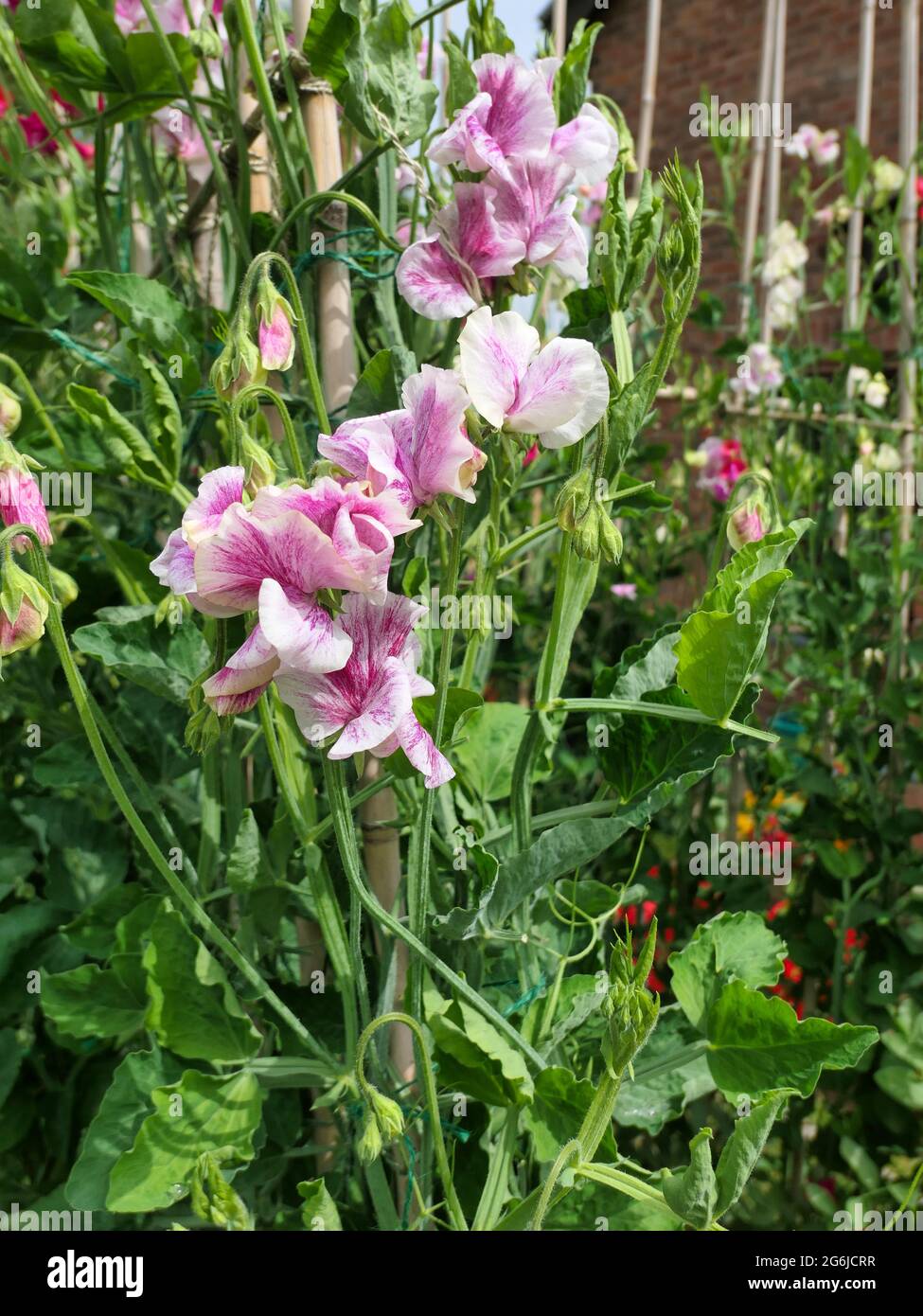 Sweet pea flower ripple hi-res stock photography and images - Alamy