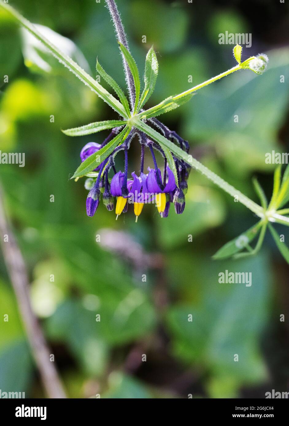 Bittersweet, aka Amara dulcis, Poisonberry, Blue Bindweed; Solanum ...