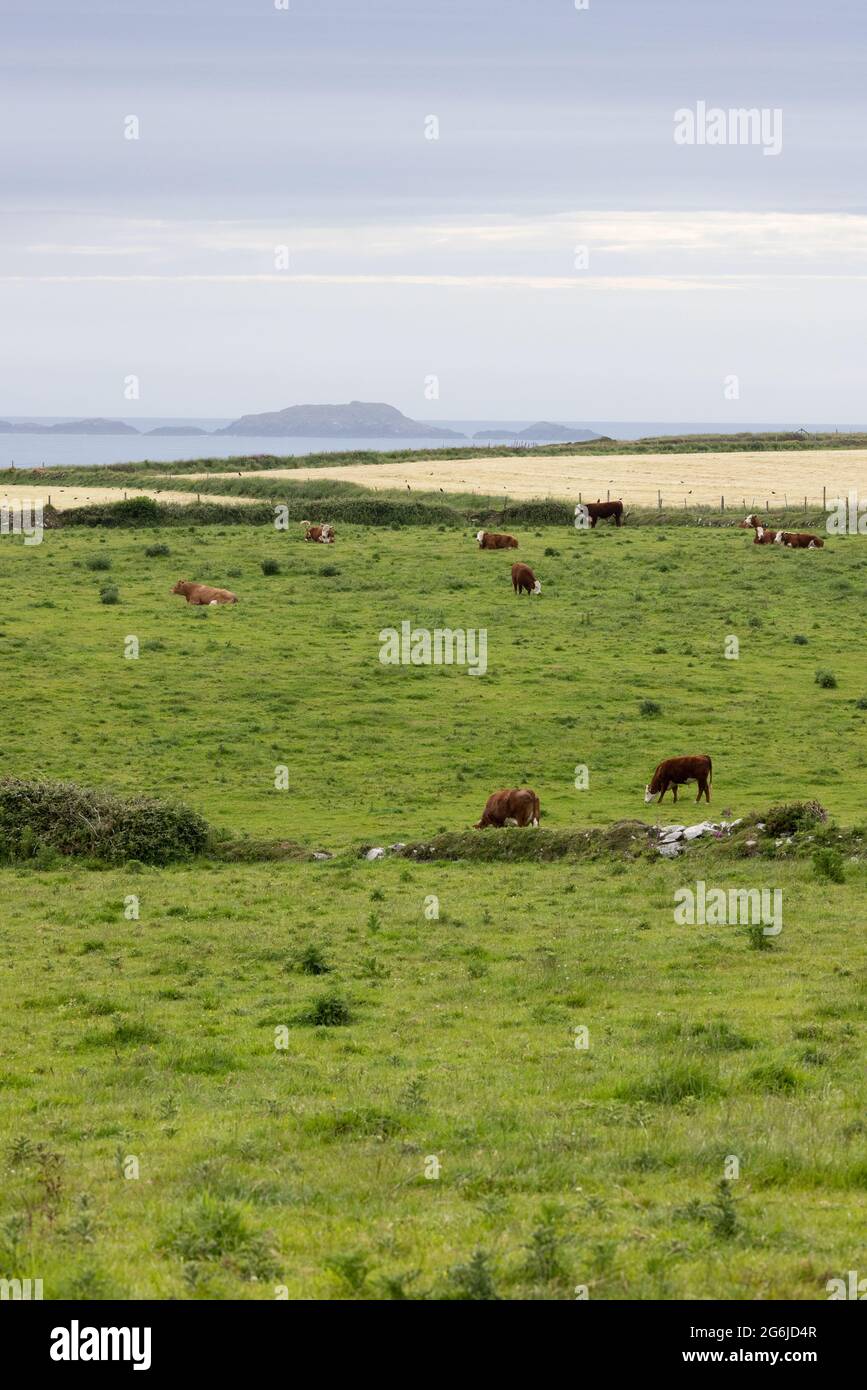 Cattle farming uk landscape hi-res stock photography and images - Alamy