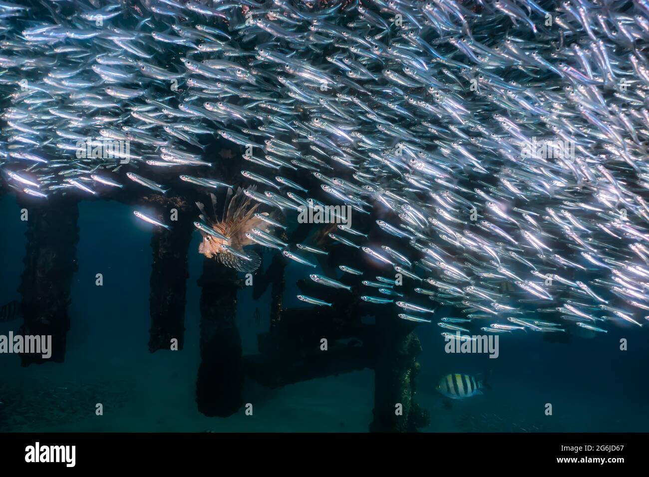 Fish swim in the Red Sea, colorful fish, Eilat Israel Stock Photo - Alamy