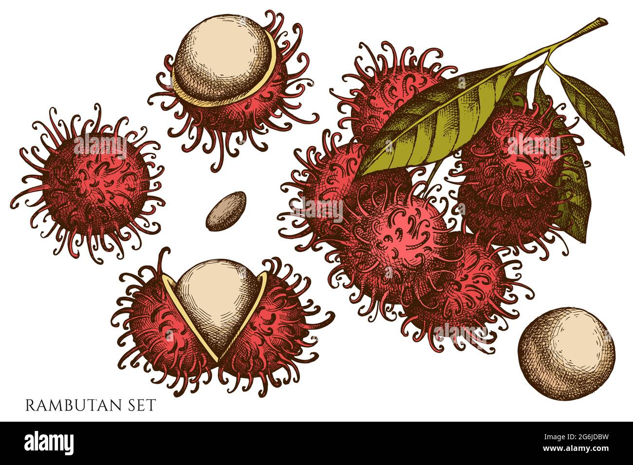Hand drawn rambutan fruit Cut Out Stock Images & Pictures - Alamy