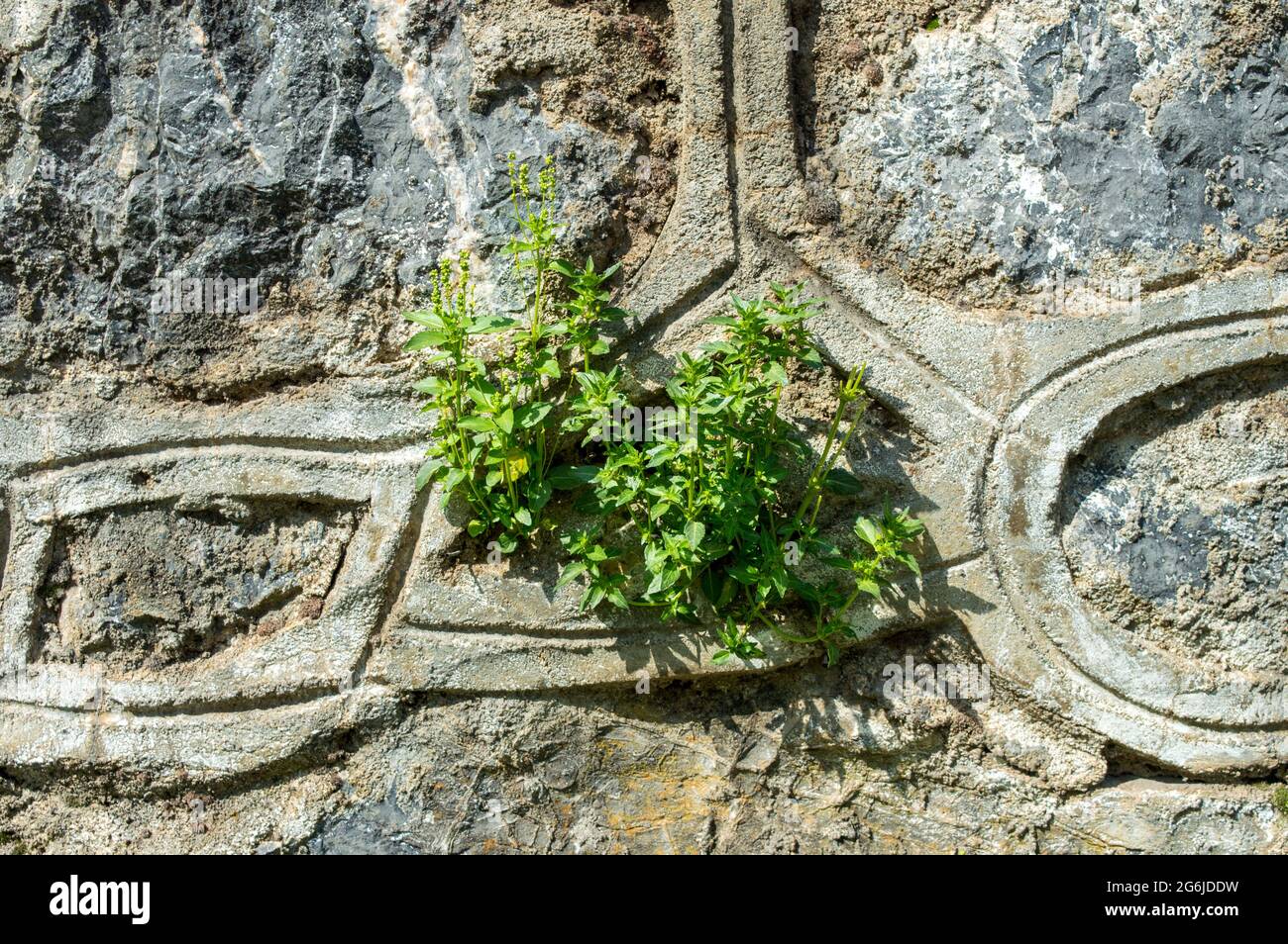 a green plant that finds a place for itself in a shaped concrete wall ...
