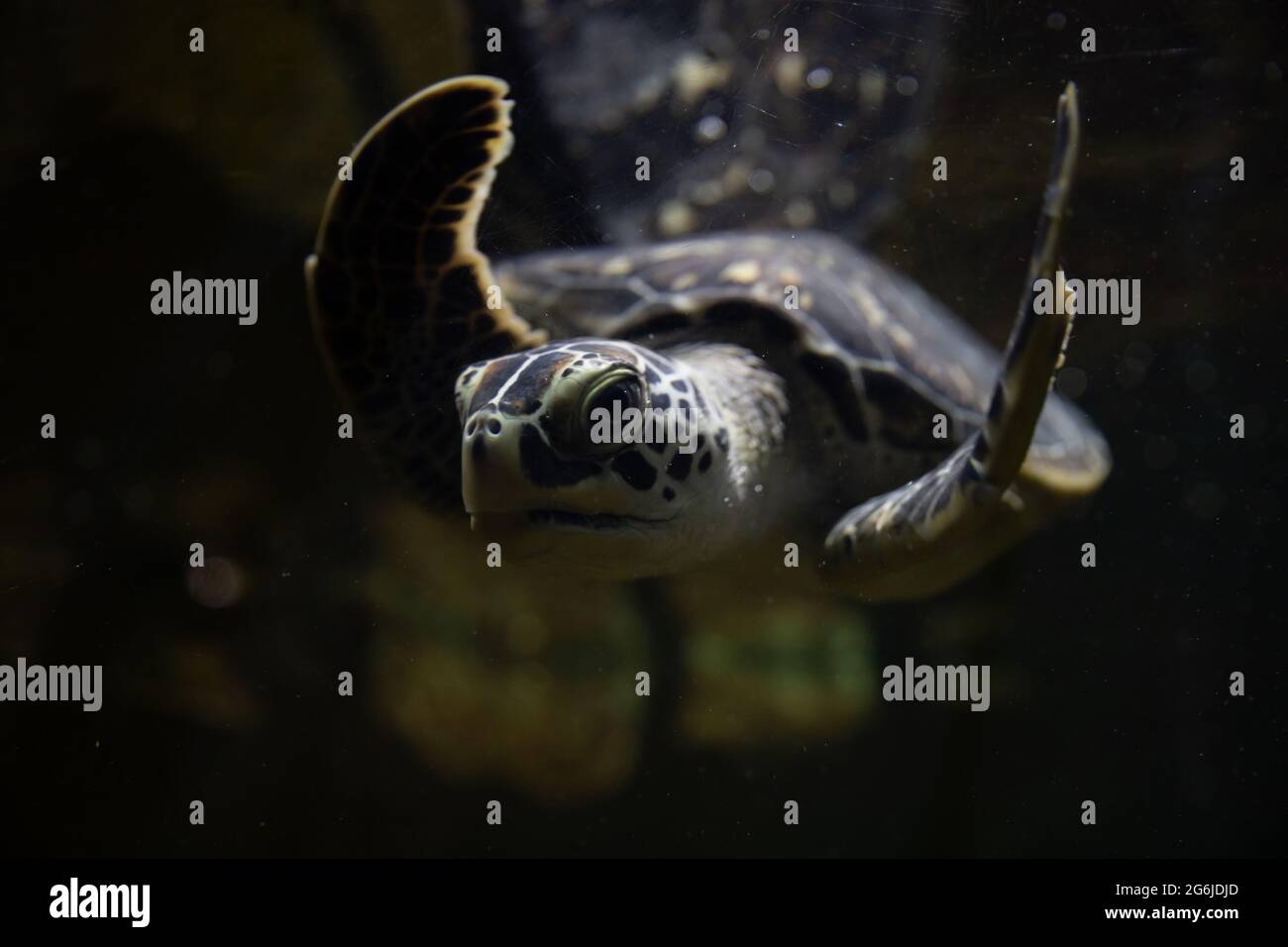 Sea turtle swims in dark water at the bottom of the ocean Stock Photo ...