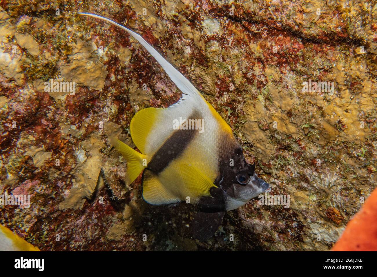 Fish swim in the Red Sea, colorful fish, Eilat Israel Stock Photo - Alamy