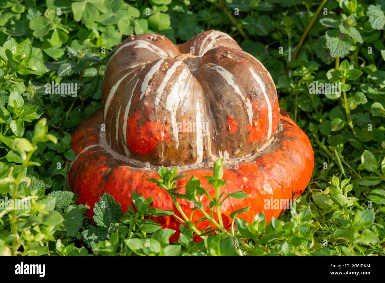 Turban squash hi-res stock photography and images - Alamy