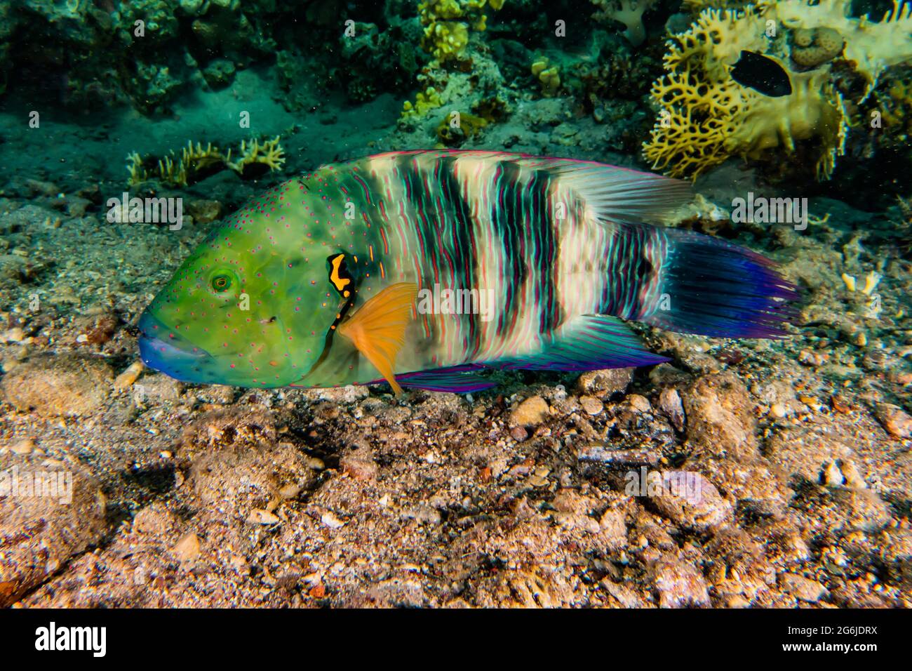 Fish swim in the Red Sea, colorful fish, Eilat Israel Stock Photo - Alamy