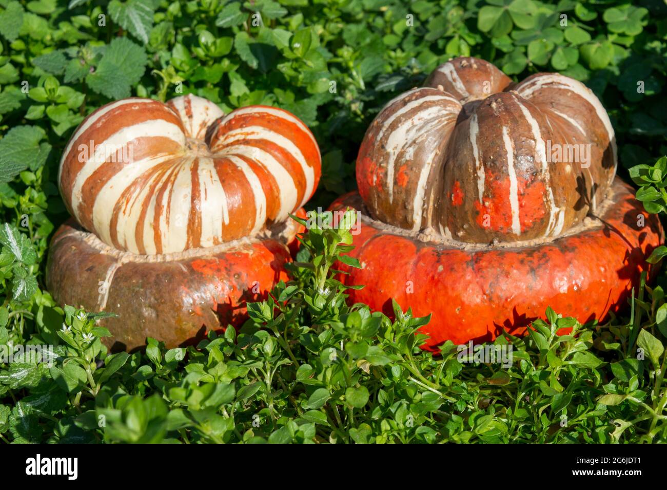 two turban squash, two Turk's turban, two French turban in natural ...
