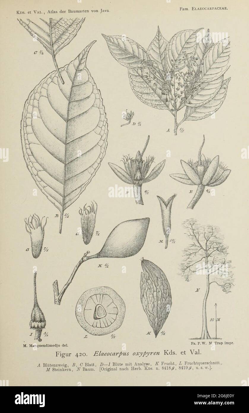 Ceylon mahogany hi-res stock photography and images - Alamy