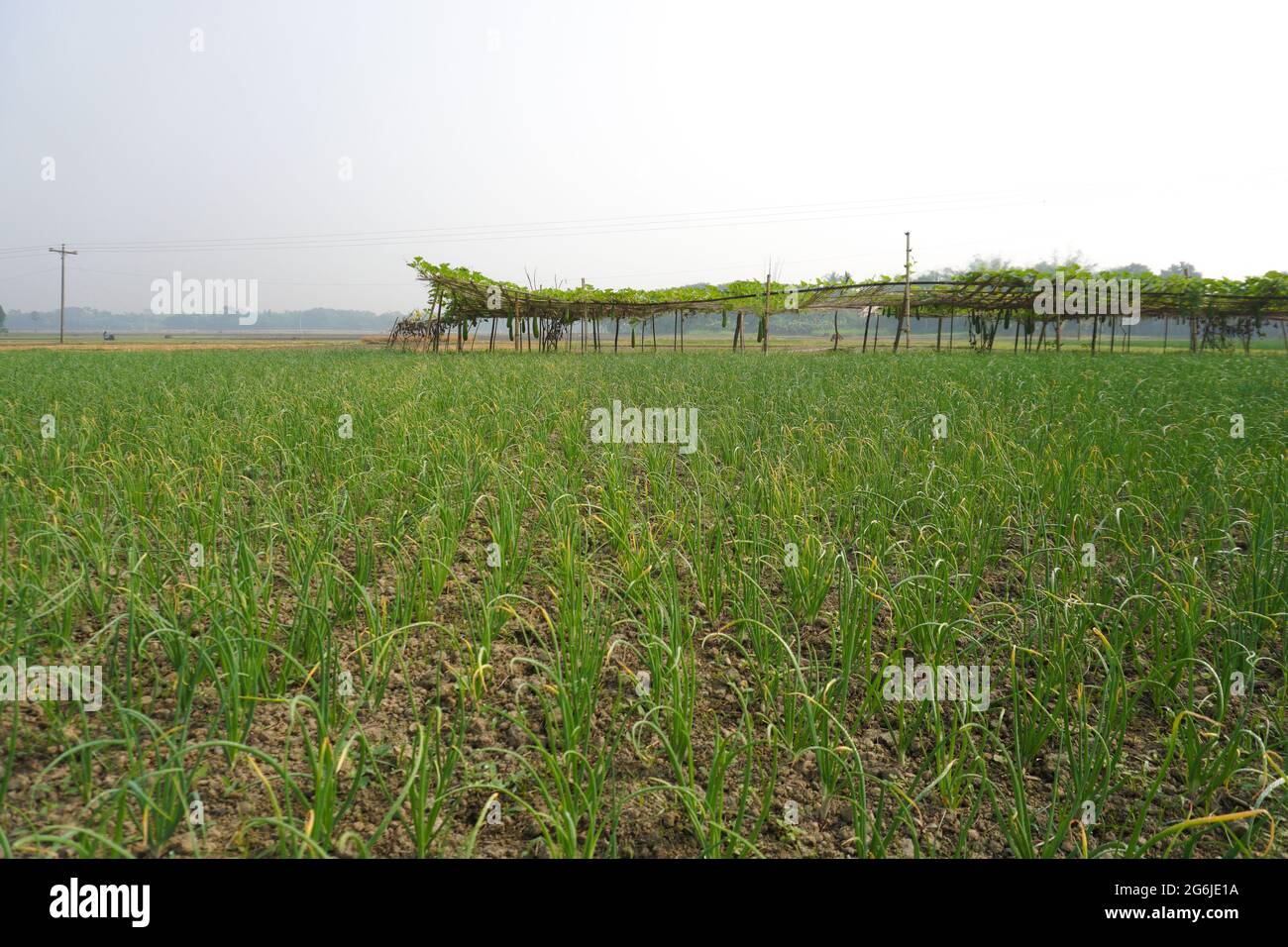 Row upon row of onions in the field. Lots of onions are cultivated in ...