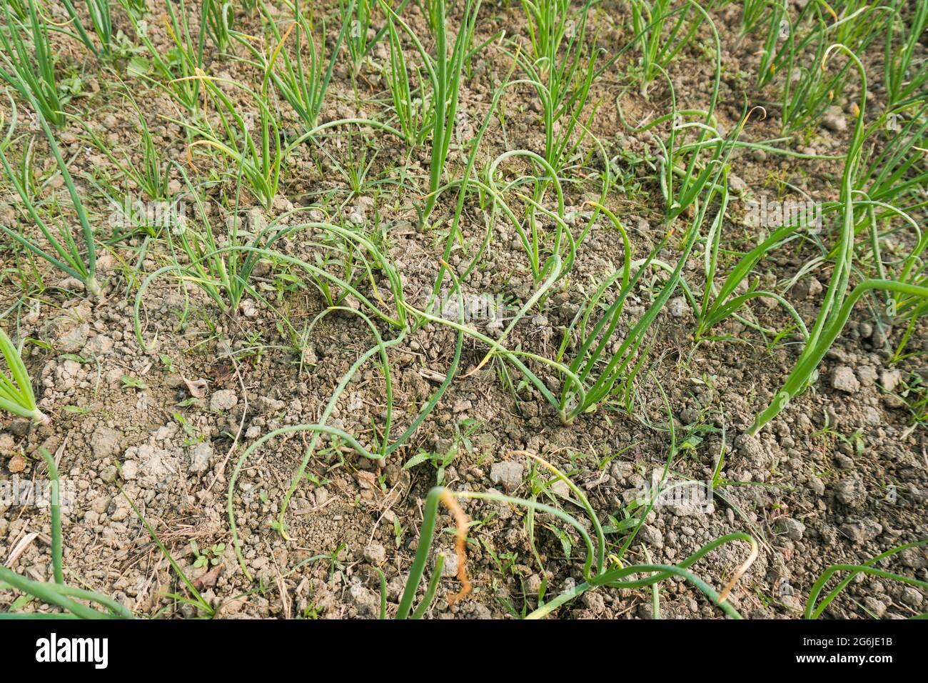 Row upon row of onions in the field. Lots of onions are cultivated in ...