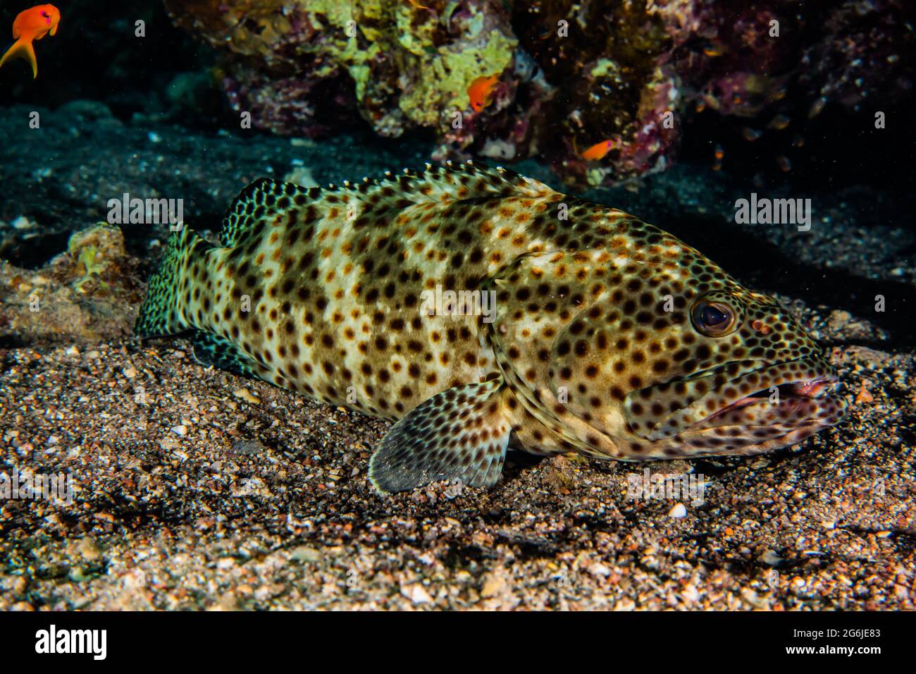 Fish swim in the Red Sea, colorful fish, Eilat Israel Stock Photo - Alamy