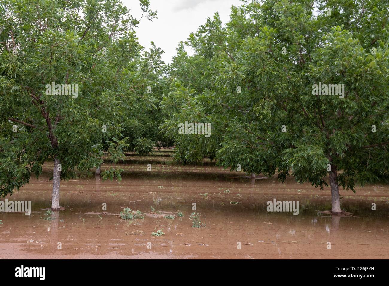 Las Cruces, New Mexico - Water-hungry pecan trees growing in the midst ...