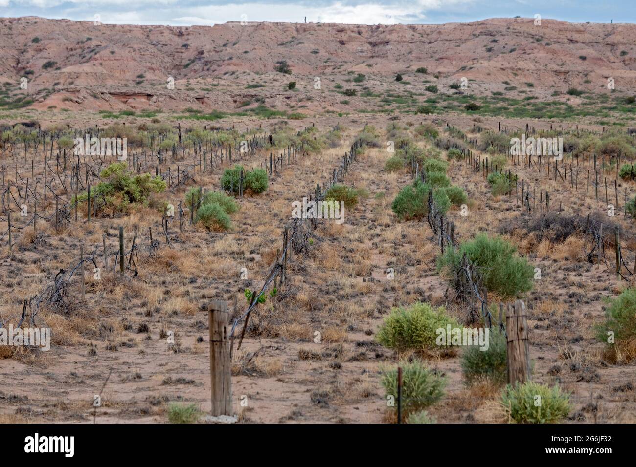 Belen, New Mexico - A neglected vineyard, without irrigation, is dying ...