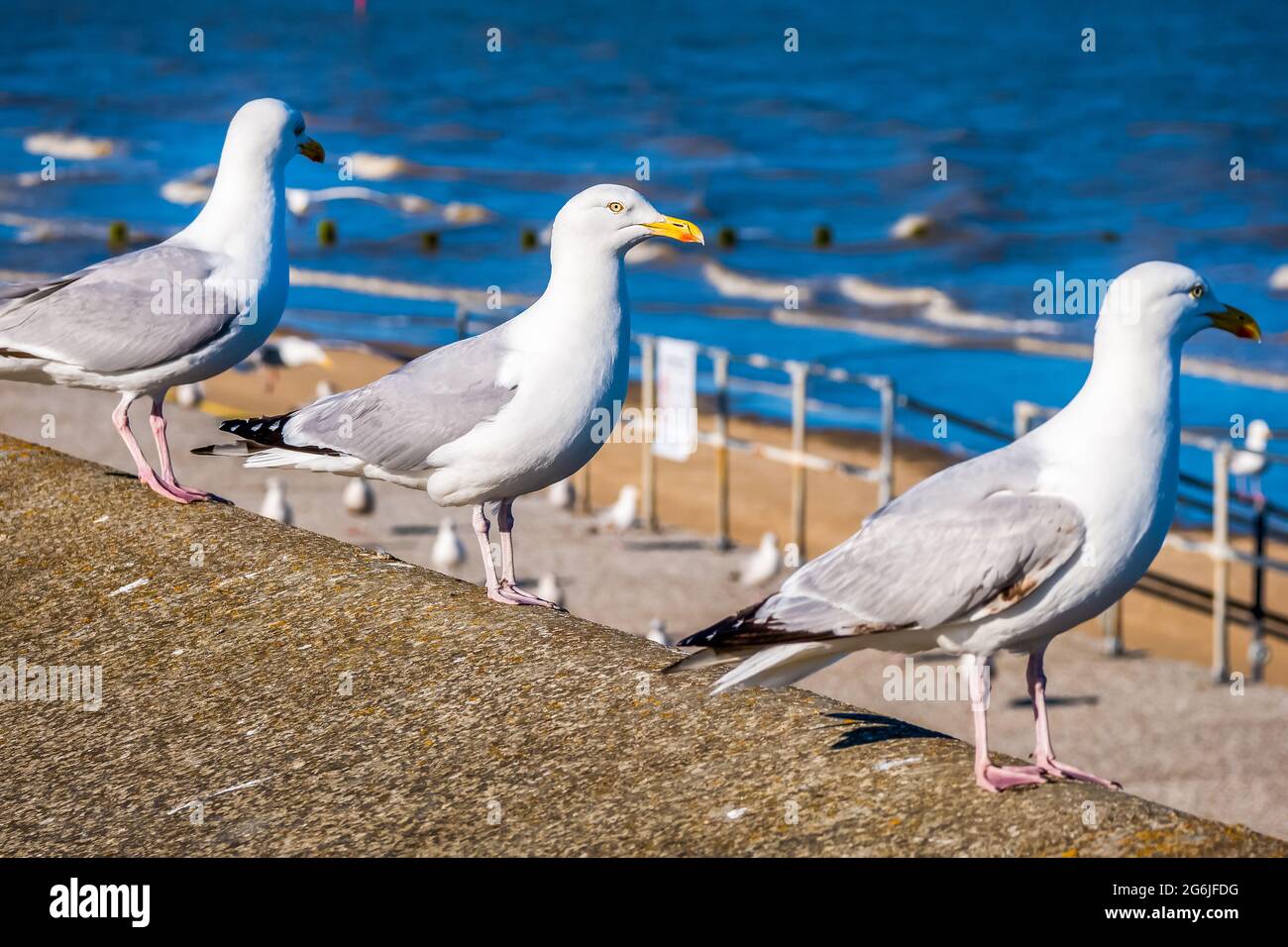 Three Seagulls standing on a sea wall together, watching the sea waves ...