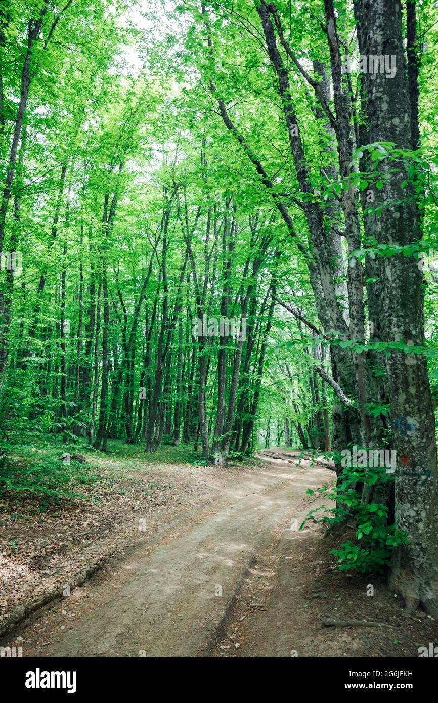 empty forest road in green leafy forest Stock Photo - Alamy