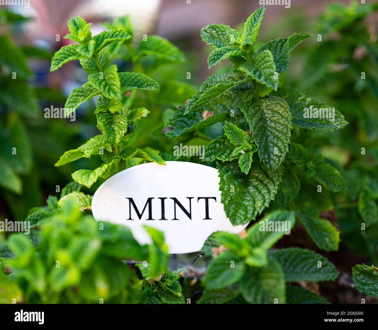 Mint Plant in a garden Stock Photo - Alamy