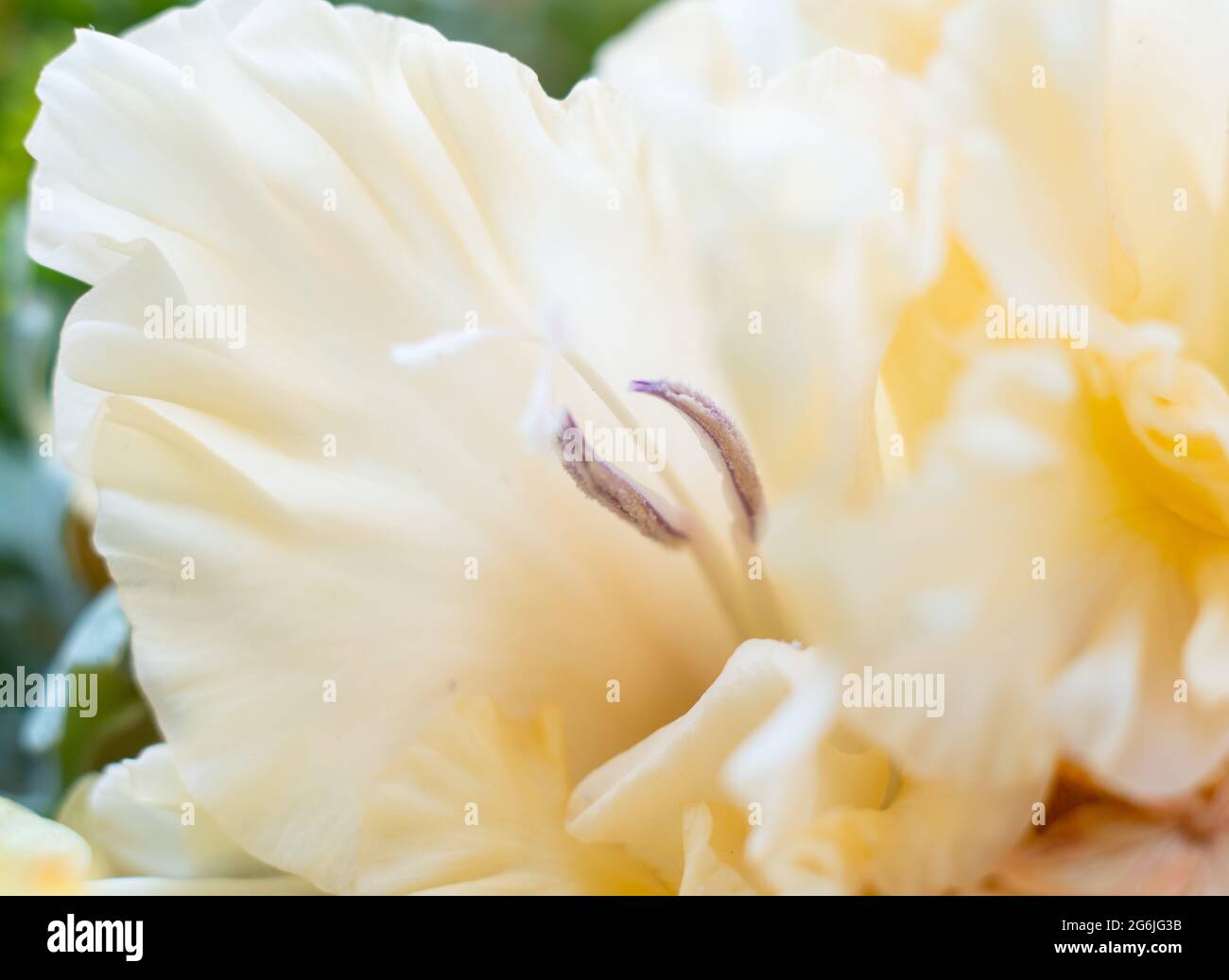 Bouquet of elegant gladiolus flowers hi-res stock photography and ...