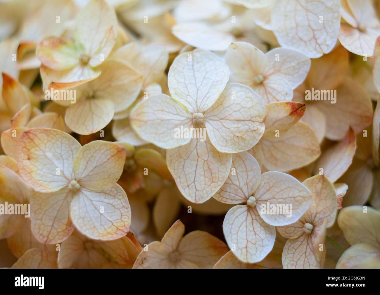 Beige and pale orange hydrangea flowers close-up, elegant floral ...