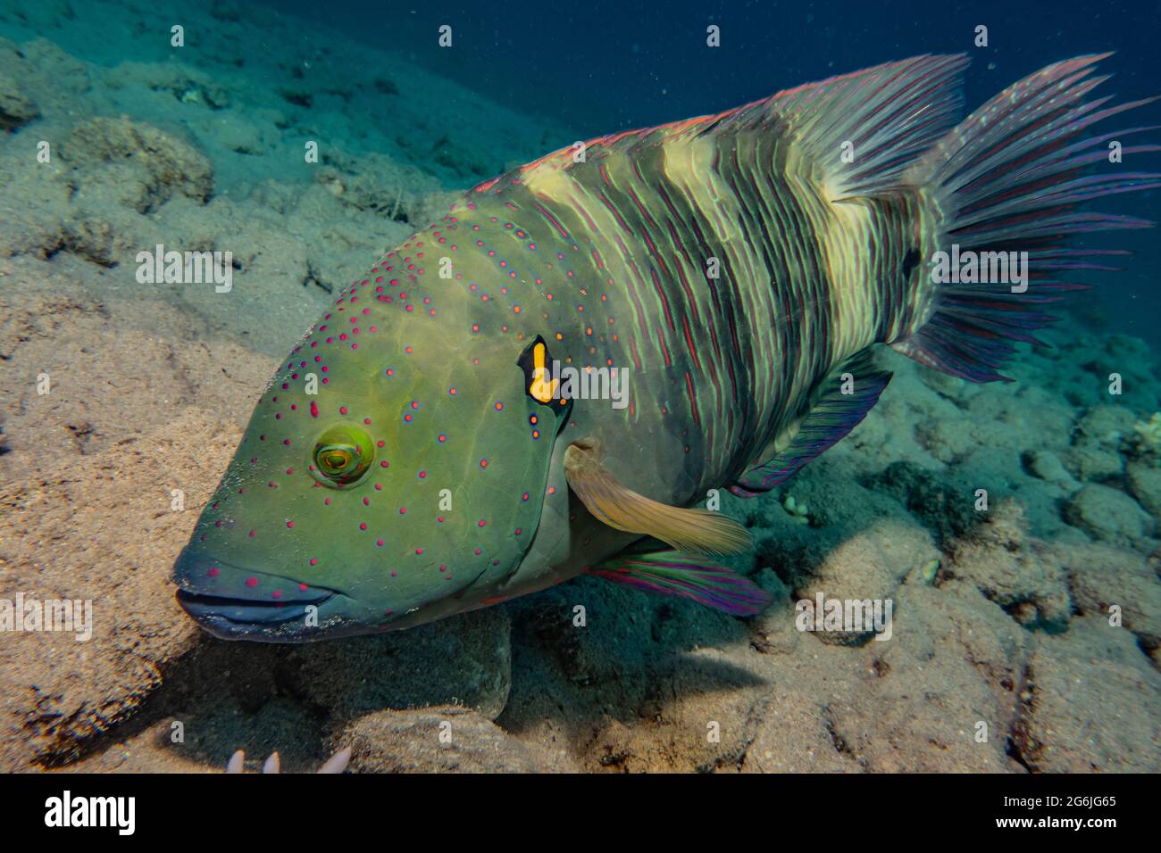 Fish swim in the Red Sea, colorful fish, Eilat Israel Stock Photo - Alamy