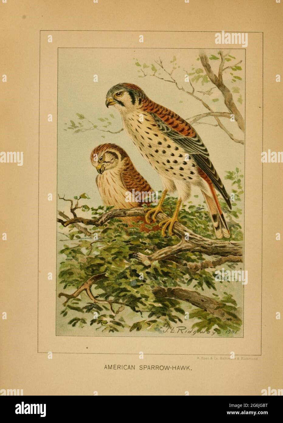 B f johnson publishing company hi-res stock photography and images - Alamy