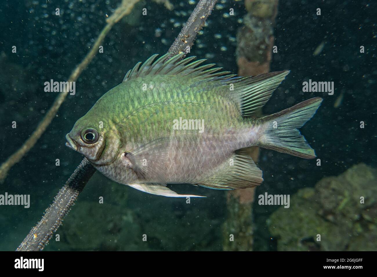Fish swim in the Red Sea, colorful fish, Eilat Israel Stock Photo - Alamy