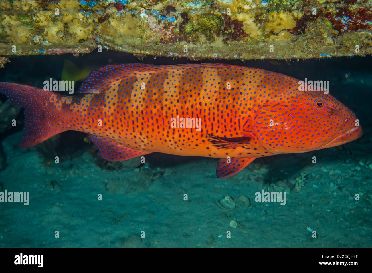 Fish swim in the Red Sea, colorful fish, Eilat Israel Stock Photo - Alamy