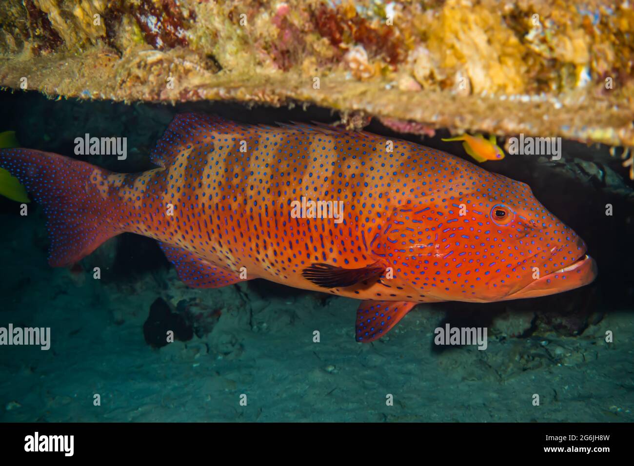 Fish swim in the Red Sea, colorful fish, Eilat Israel Stock Photo - Alamy
