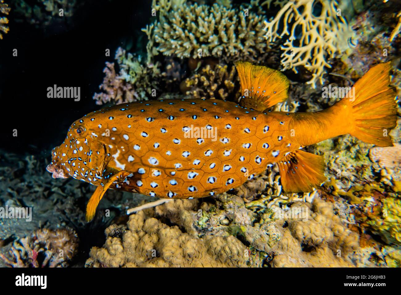 Fish swim in the Red Sea, colorful fish, Eilat Israel Stock Photo - Alamy